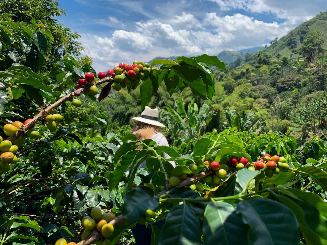 Colombia’s Rich Coffee Culture and Its Global Impact-2024